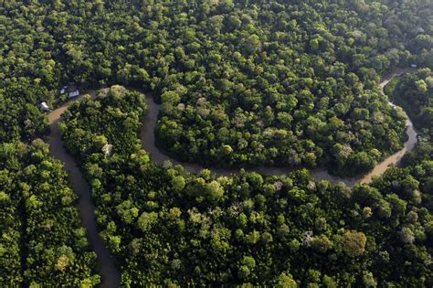 La Deforestación En La Amazonía Brasileña Cae A Su Nivel Más Bajo Desde