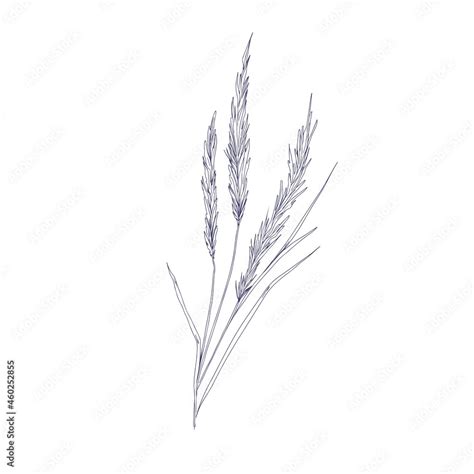 Outlined Sketch Of Reed Grass Botanical Sketchy Drawing Of