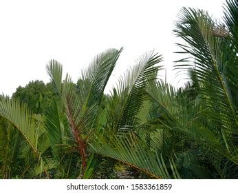 Nipa Palm Leaf Nypa Fruticans Only Stock Photo Edit Now Shutterstock