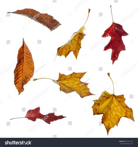103 516 Falling Leaves Yellow Images Stock Photos Vectors Shutterstock