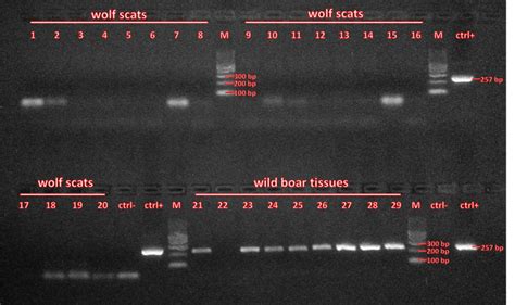 Asfv Genetic Material Was Not Detectable In Wolf Fecal Samples Even If