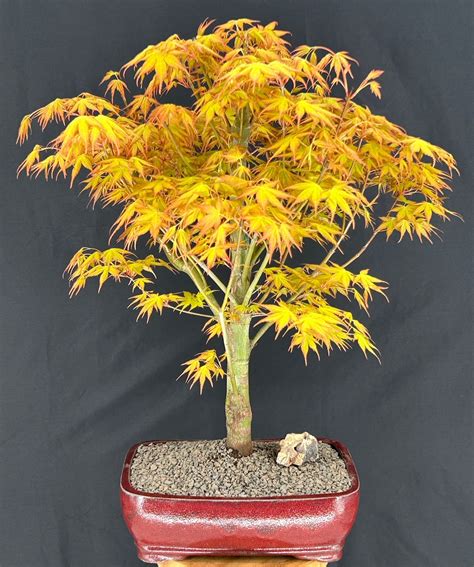 Katsura Japanese Maple Bonsai Treeacer Palmatum ‘katsura