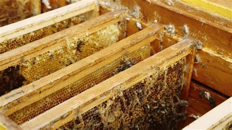 Combs Infested With Wax Moth Wax Moth A Beekeeping Pest Damage Caused