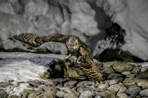 Blakistons Fish Owl On Hokkaido 10000 Birds