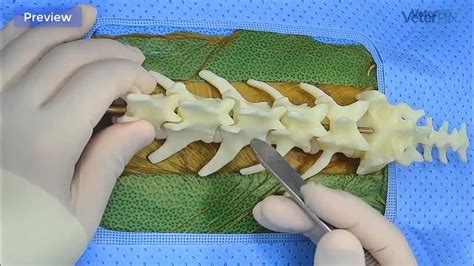 Canine Hemilaminectomy Cadaver Surgery Youtube