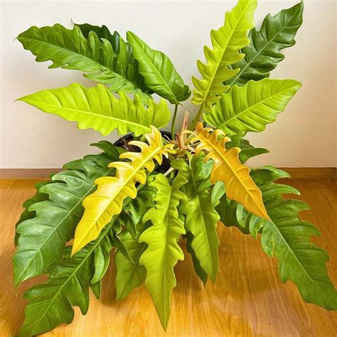 Philodendron ‘ring Of Fire Care Light And Propagation