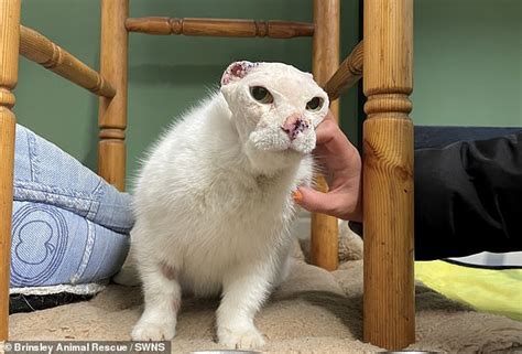 Stray Cat Nicknamed Snowy By Locals Has Her Ears Amputated After
