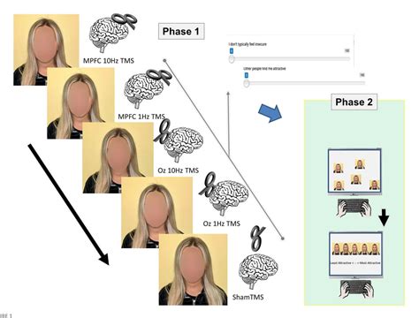 Figure 1 From Attraction Is Altered Via Modulation Of The Medial Prefrontal Cortex Without