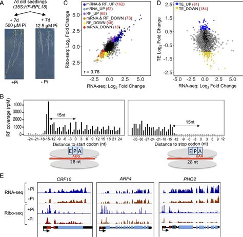 Global Analysis Of Ribosome Associated Noncoding Rnas Unveils New Modes