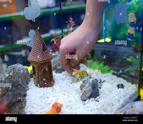 Lesson Of Aquarium Husbandry Girl Hand Arranging Decorations In An Empty Aquarium Stock Photo