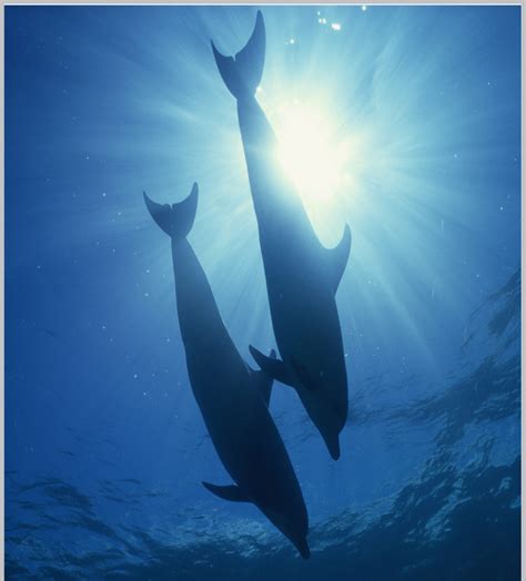 What Do Genes Code For Evolution Is Entropy