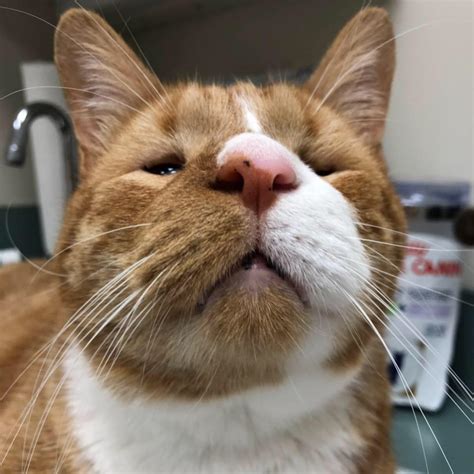 Homer The Blind Cat