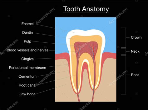 Tooth Anatomy Medical Labeled Cross Section Chart With Enamel Dentin