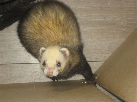 Fretjes Buddy Facebook