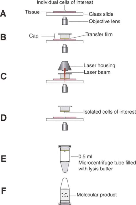 The Step S Of Laser Capture Microdissection Are Shown In Part S A F Download Scientific