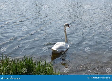 Wei Er Schwan Stockbild Bild Von W Rdevoll Wasser