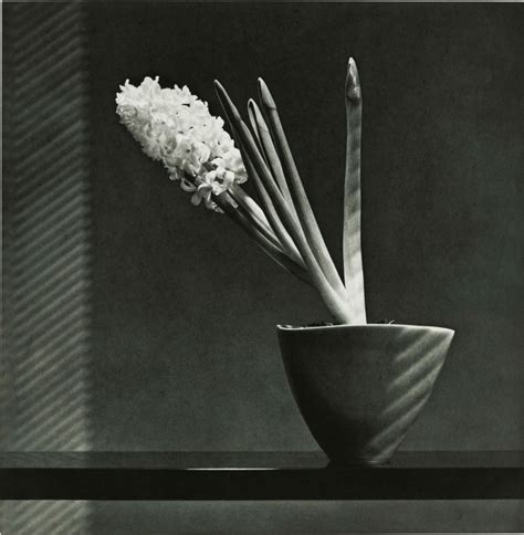 Robert Mapplethorpes Flowers Of Romanticism And Rage