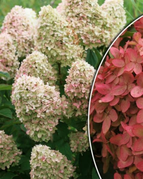 Hydrangea Paniculata Magical Candle Am Oaks