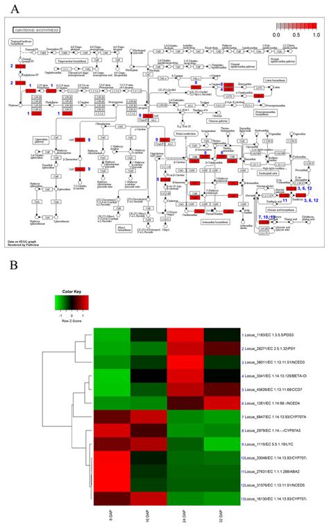 Transcriptome Analysis Of The Oriental Melon Cucumis Melo L Var Makuwa During Fruit
