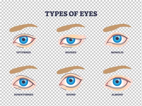 Free Types Of Eyes Diagram Showing Six Different Eye Shapes Upturned Hooded Monolid