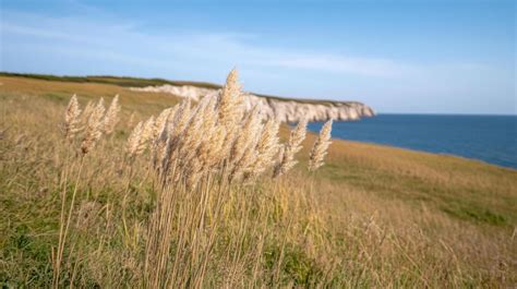 Tall Grass And Tall Grass On A Hill Overlooking The Ocean 65463008