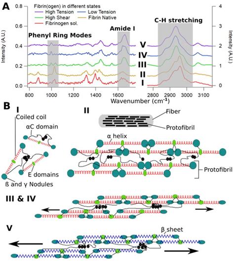 Fibrin Structure
