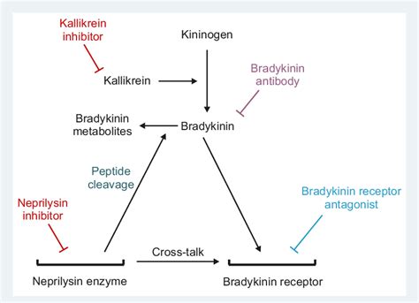 Participation Of Neprilizin Neutral Endopeptidase In The Metabolism
