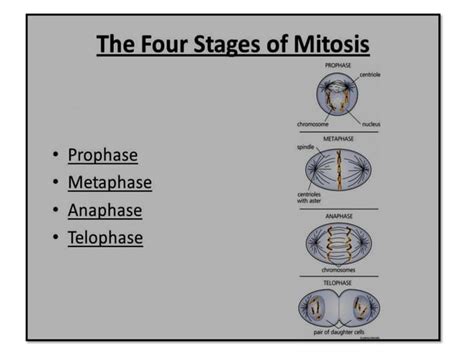 Mitotic Cell Division Pptx Needlework Arts And Crafts