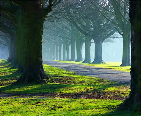 Trees Trees Trees Integrating Into Your Outdoor Design Completehome