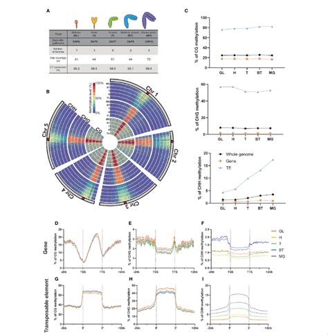 Dna Methylation In Global And Genomic Features A Whole Genome