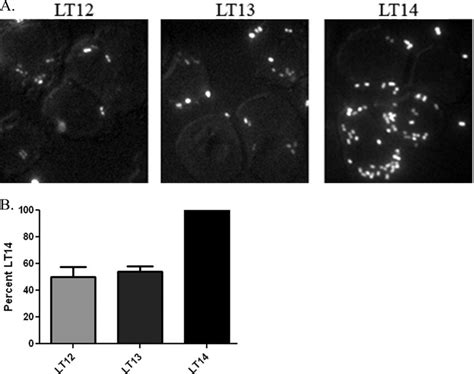 Capsule Serotypes C And D Are Resistant To Opsonophagocytosis In The