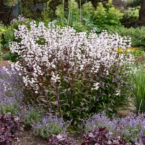 Un Contraste Sombre Et Lumineux Saisissant Penstemon Onyx And Pearls