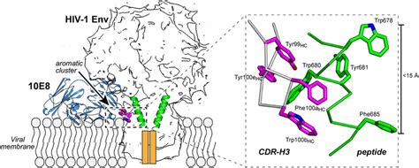 Model For 10e8 Epitope Binding At The Viral Membrane Interface A Download Scientific Diagram