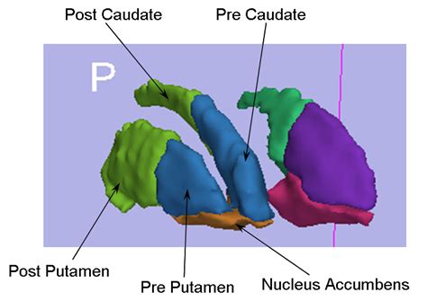 Projects Rulebasedstriatumsegmentation Namic Wiki
