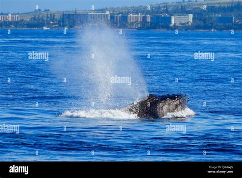 Whale spraying water hi-res stock photography and images - Alamy