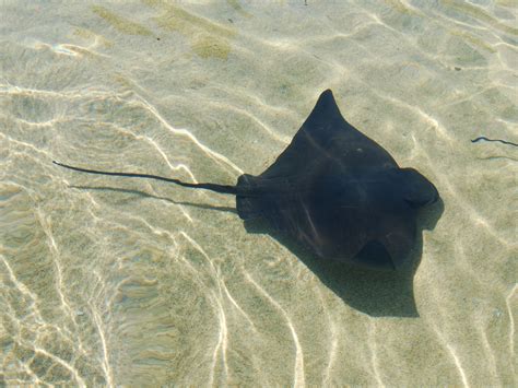 Bat Ray Facts Habitat Adaptations Behavior Diet Pictures