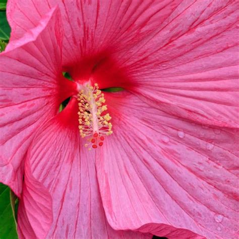 Types Of Hibiscus Exploring Different Species And Varieties • Schisandra And Bergamot