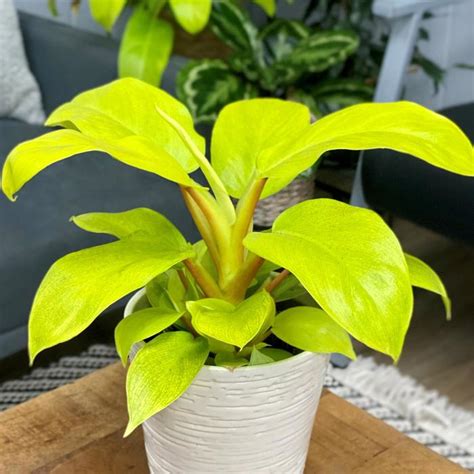 Philodendron Prismacolor™ Imperial Gold Philodendron Garden Center
