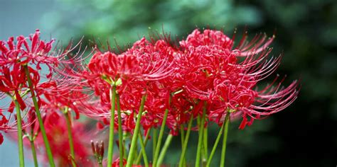 Different Types Of Spider Lilies True Species And Cultivar Varieties