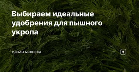 Выбираем идеальные удобрения для пышного укропа Идеальный огород Дзен