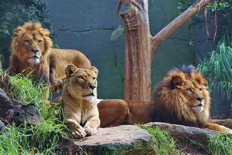 Lion Pride Wallpapers Top Free Lion Pride Backgrounds Wallpaperaccess