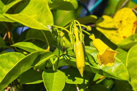 Yellow Oleander Flower On Tree With Blue Sky In Mexico Stock Image
