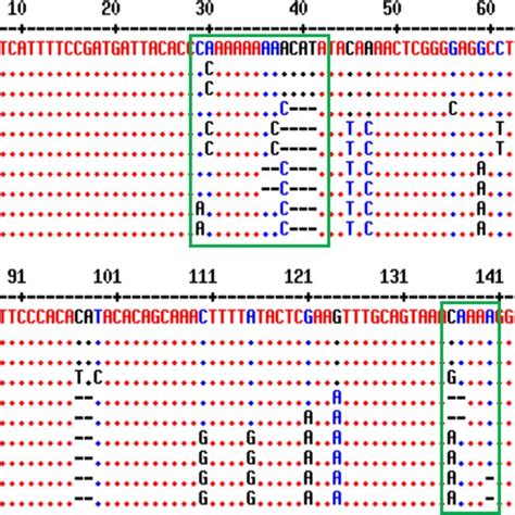 Multiple Sequence Alignment Of The Its1 Nucleotide Sequences Of Several Download Scientific