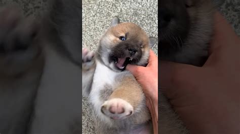 물려는 아기 시바견과 안 물리려는 개엄마 🐻💃 시바견 시바견브리더 시바견켄넬 가도켄넬 Shibainukennel Shibainubreeder Youtube