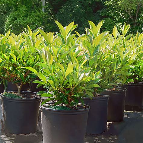 Viburnum Chindo Live Shrub 7 Gallon Resilient To Daily Wear Free