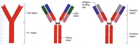 Biol 221 Exam 3 Lecture Objectives Flashcards Quizlet