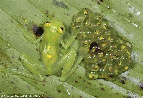 The See Through Glass Frog Leaving Predators Hopping Mad With Her Disappearing Act Daily