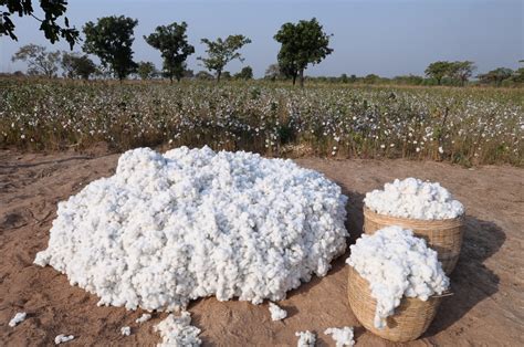 1888 Mills and Cotton made in Africa Conclude New Partnership at ...