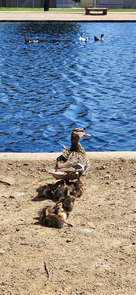 Premium Photo Mother Duck And Ducklings