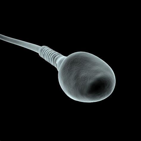 인간 난자와 정자 세포 3d 모델 59 Ma Free3d